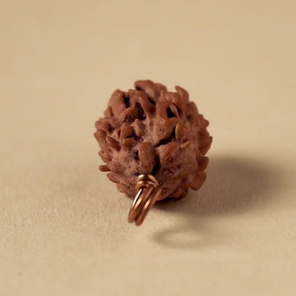 Authentic Isha Dwimukhi Rudraksha bead