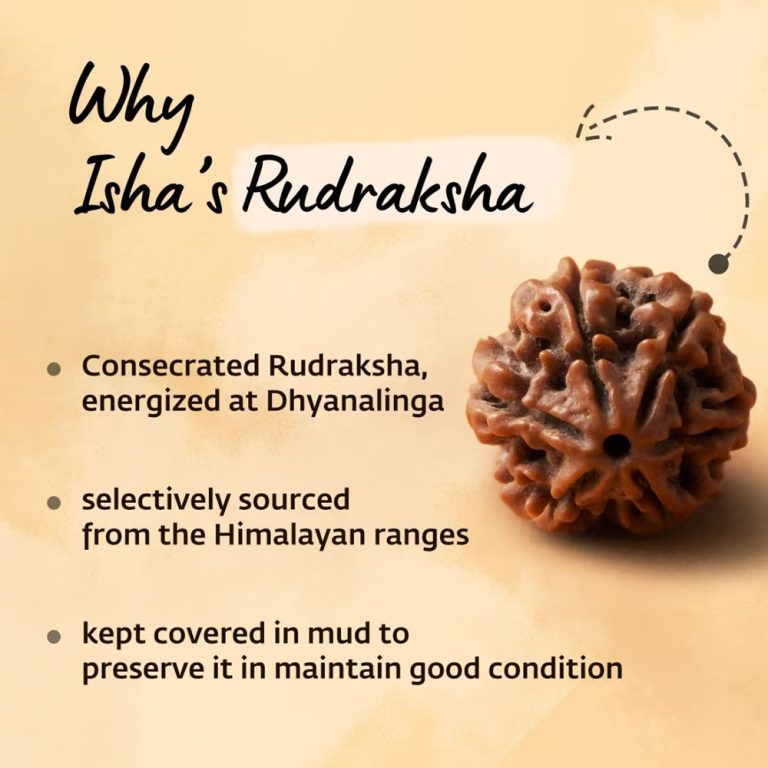 Authentic Isha Shanmukhi (six faced) Rudraksha Bead